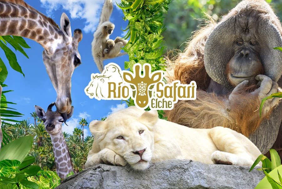 Oferta para socios para Rio Safari Elche – APA CEU ALICANTE
